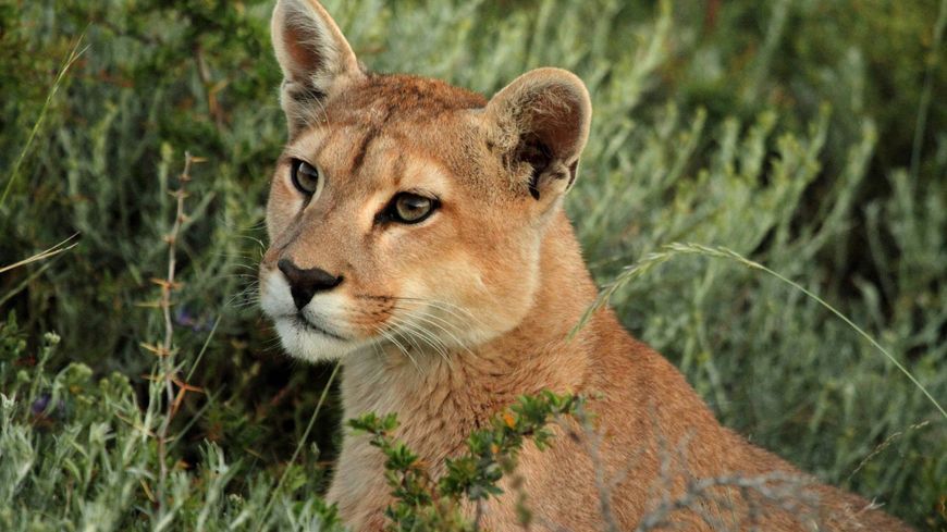Le Puma De Retour à Rio De Janeiro - Le Progrès Egyptien