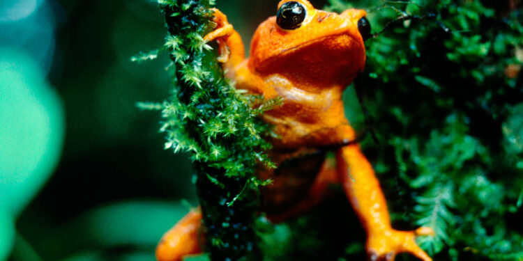 Le crapaud doré, première espèce éteinte à cause du changement ...