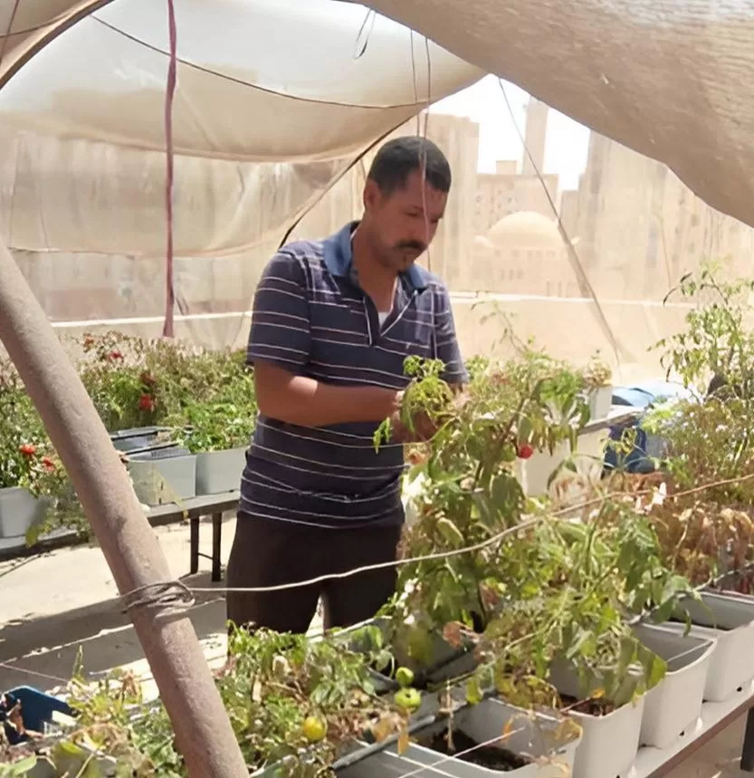 Succès D’une Expérience De Toits Cultivés Dans Le Quartier D’Al-Asmarat ...